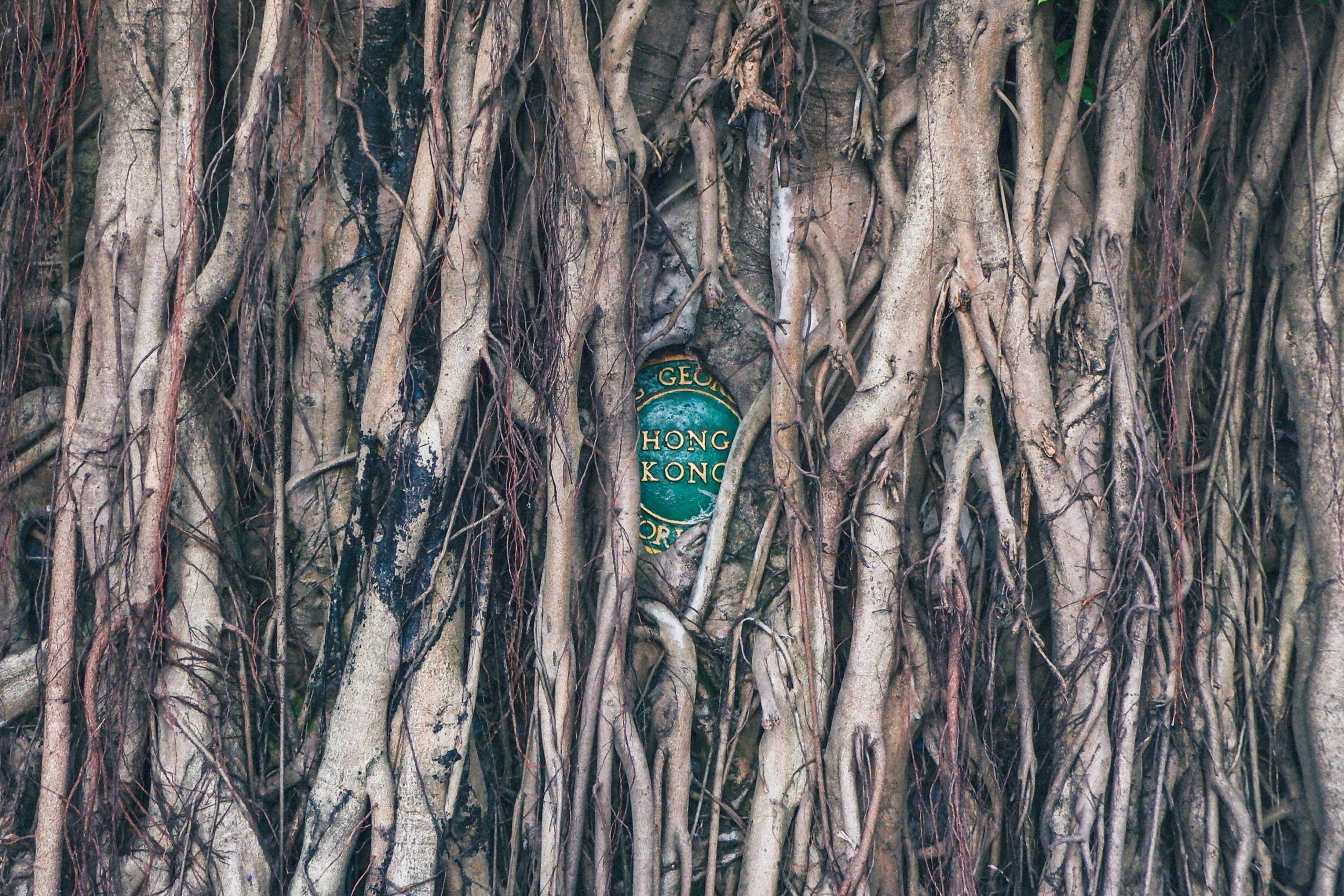 西區樹團後記——「個主題咁niche嘅？！」 - Travella HK